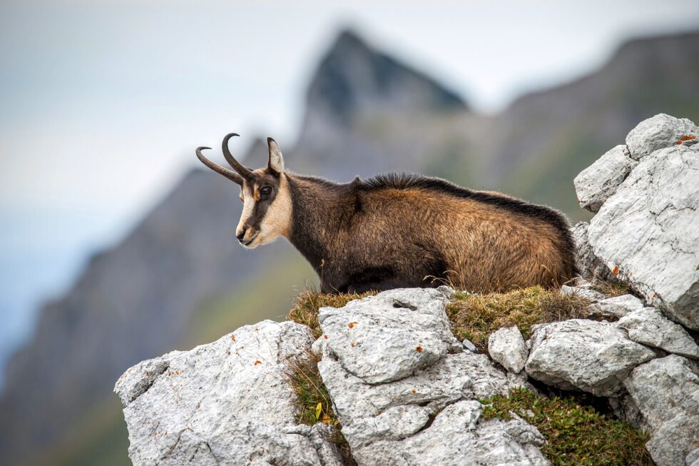 Rencontre avec les animaux de montagne des Alpes - Vacancium.com